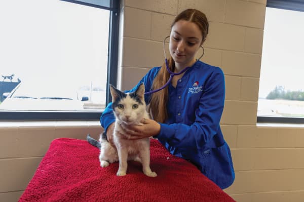 Veterinary Technician Internship Job Fair at FVTC